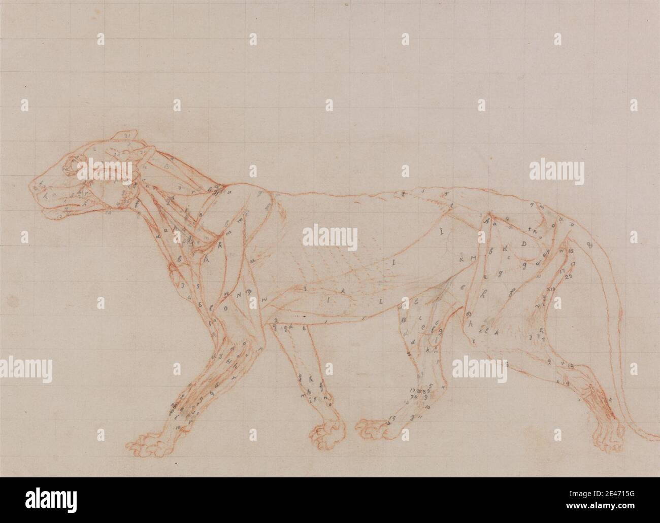 George Stubbs, 1724–1806, British, Tiger Body, Lateral view (Study of ...