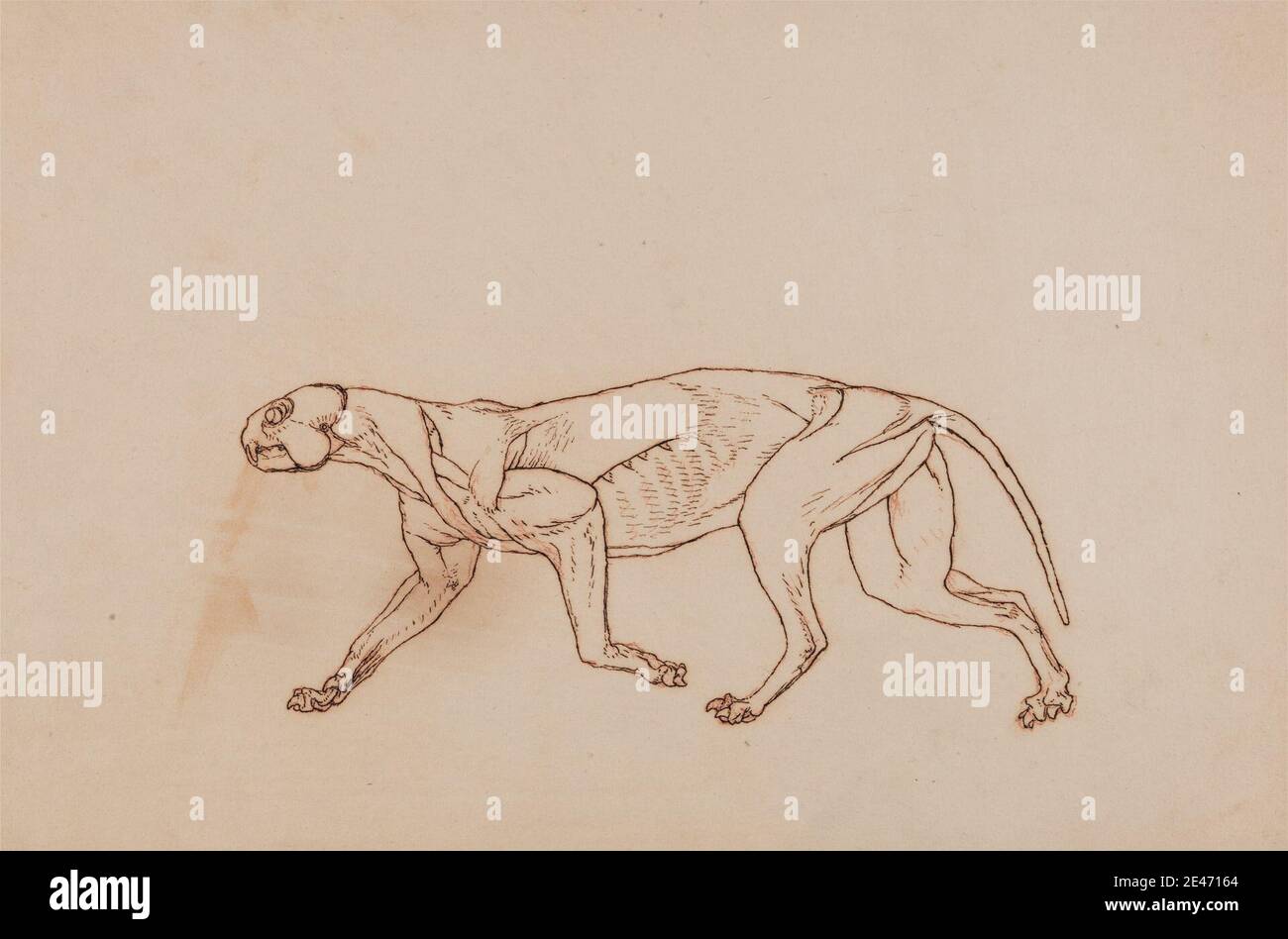 George Stubbs, 1724–1806, British, Leopard Body, Lateral View (Later ...