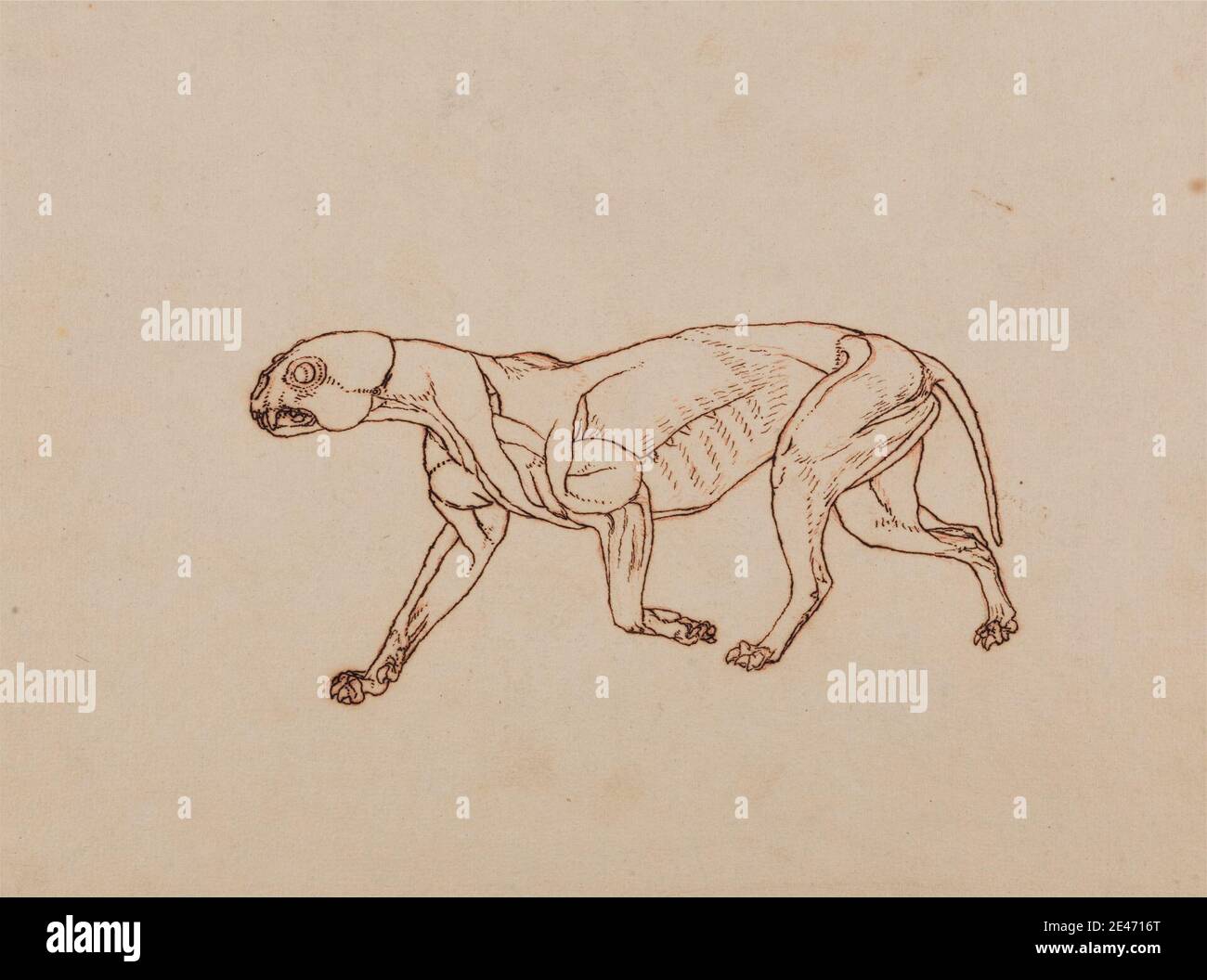 George Stubbs, 1724–1806, British, Leopard Body, Lateral View, 1795 to ...