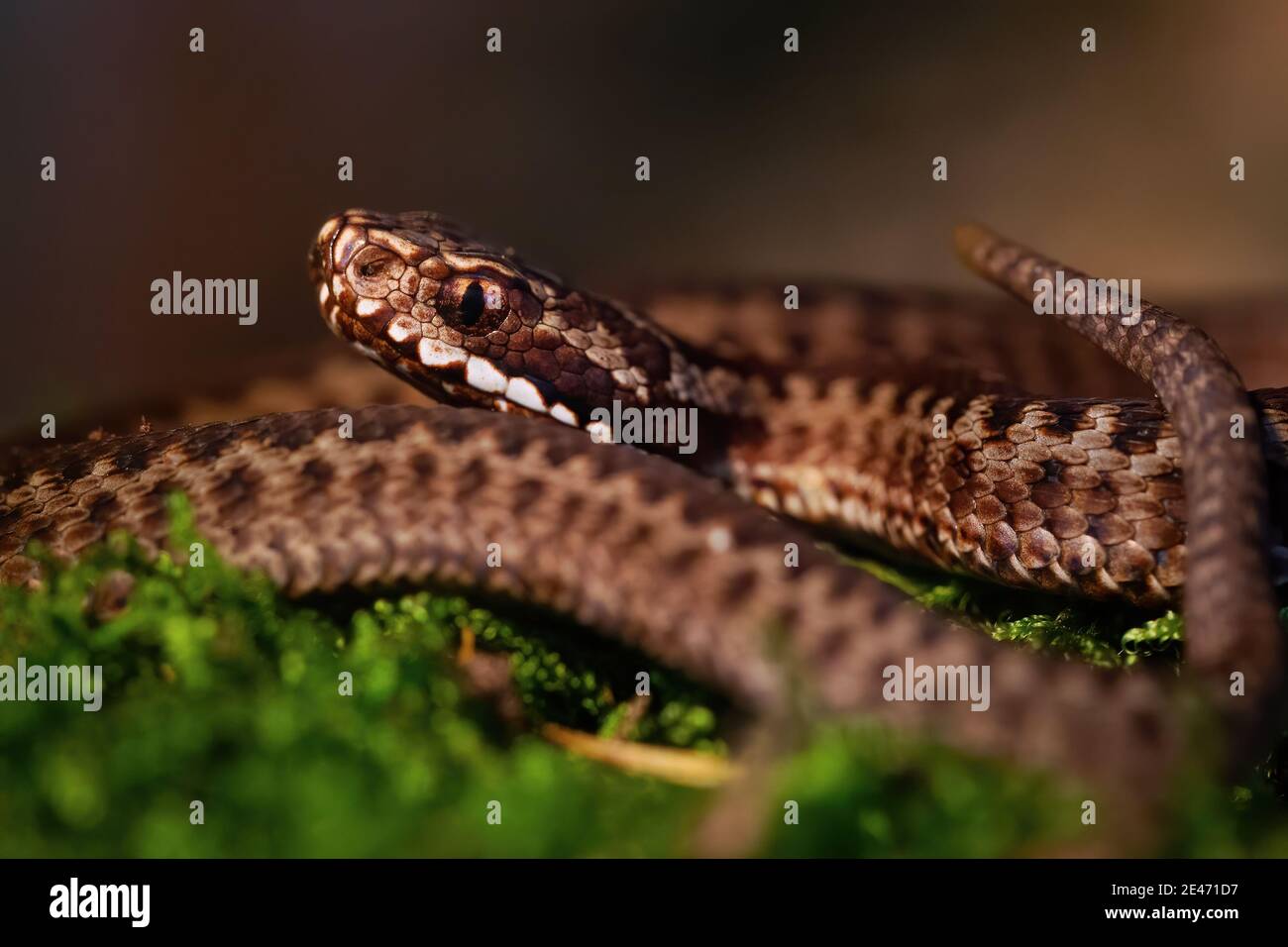 The adder is watching you Stock Photo - Alamy