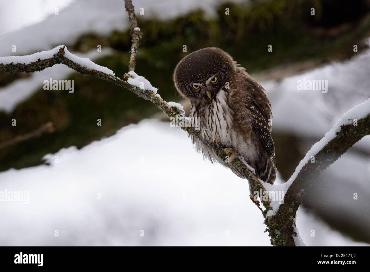 The Eurasian Pygmy-Owl Stock Photo - Alamy