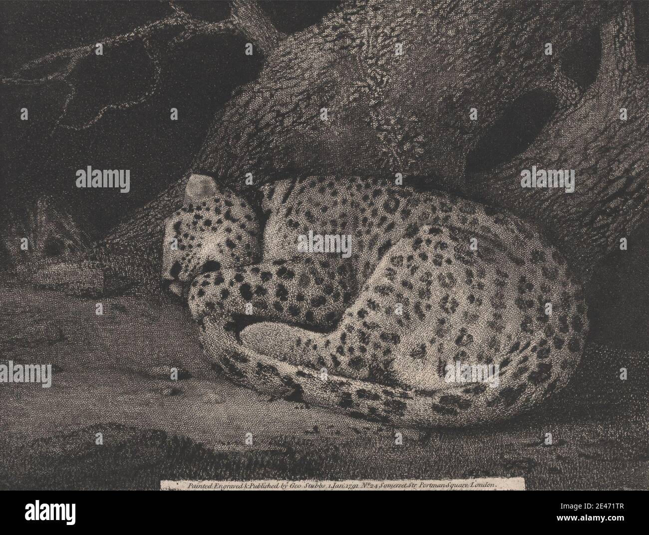 George stubbs tiger leopard hi-res stock photography and images - Alamy