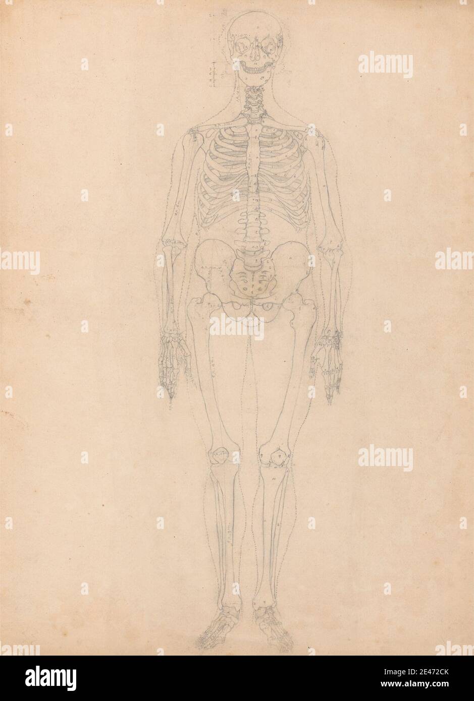 Human skeleton top view hi-res stock photography and images - Alamy