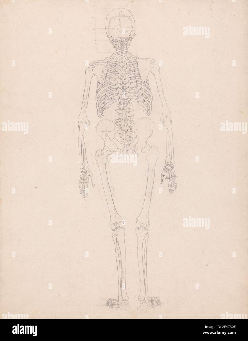 Human skeleton posterior view hi-res stock photography and images - Alamy
