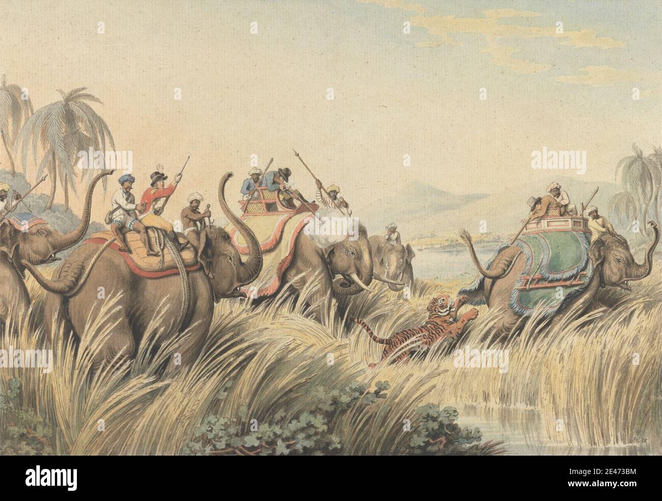 Tiger hunting with elephants hi-res stock photography and images - Alamy