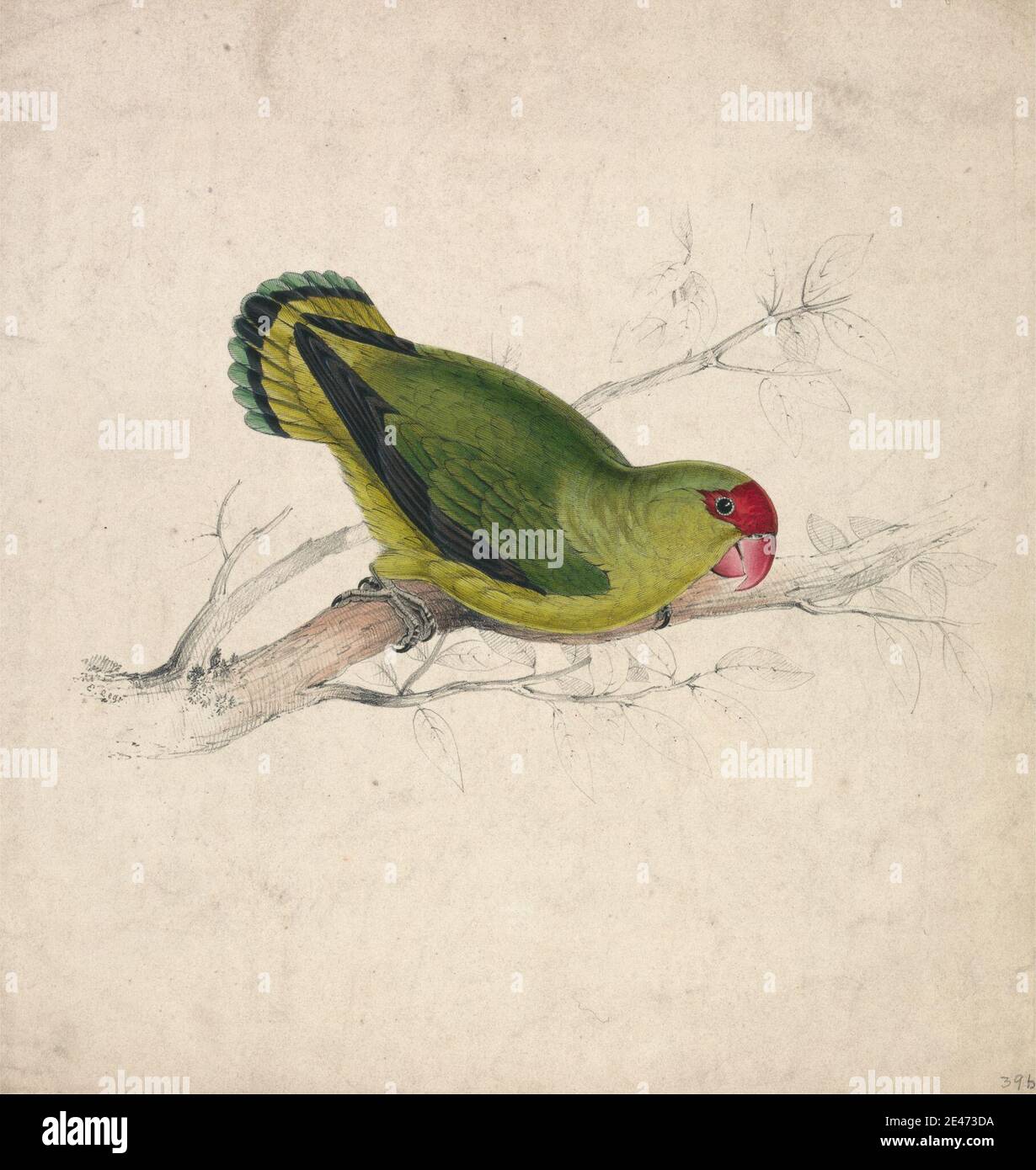 Edward Lear, 1812–1888, British, Abyssinian Parrakeet (Plate 39), 1832 ...