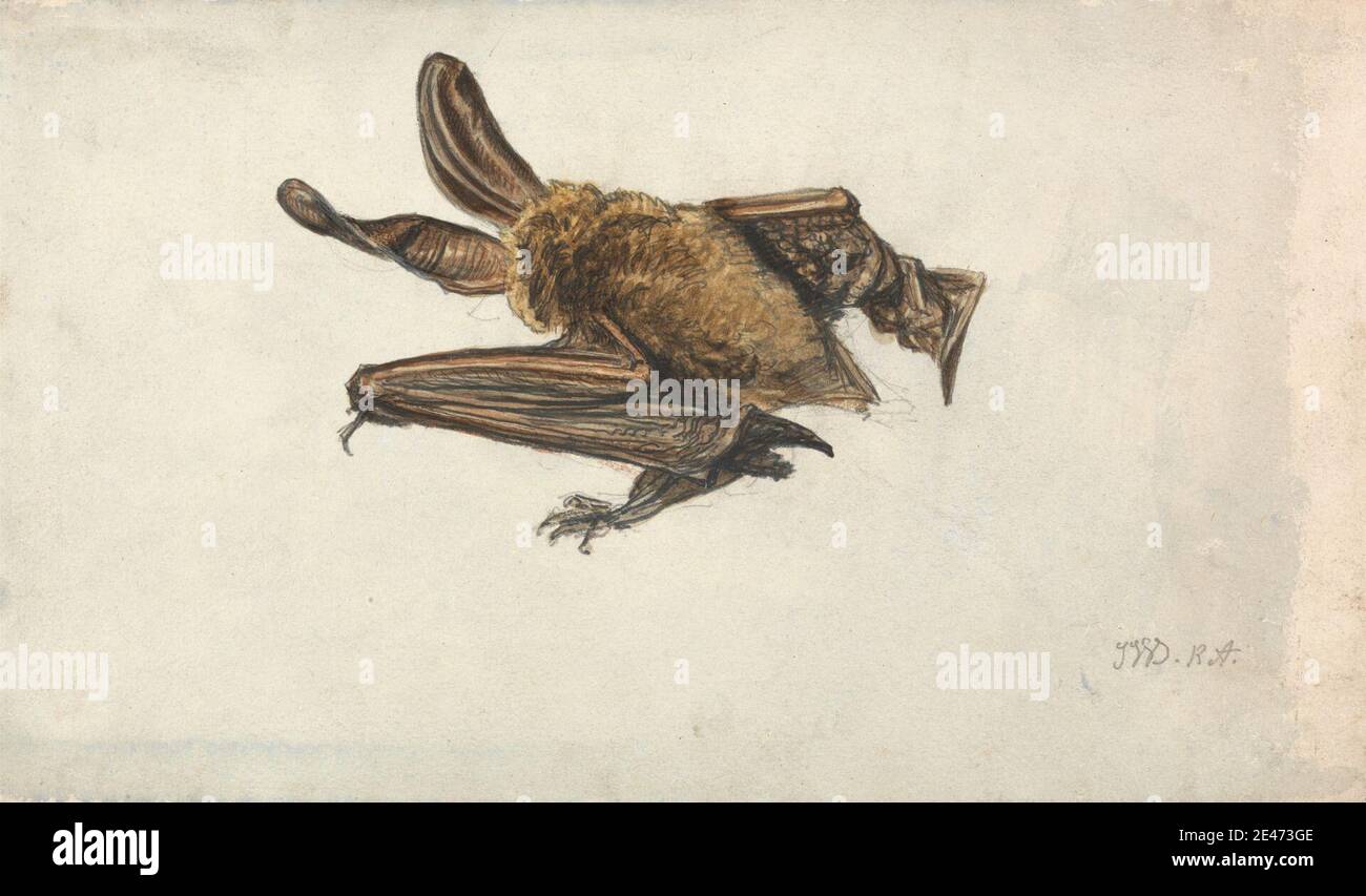 Brown long eared bat art hi-res stock photography and images - Alamy