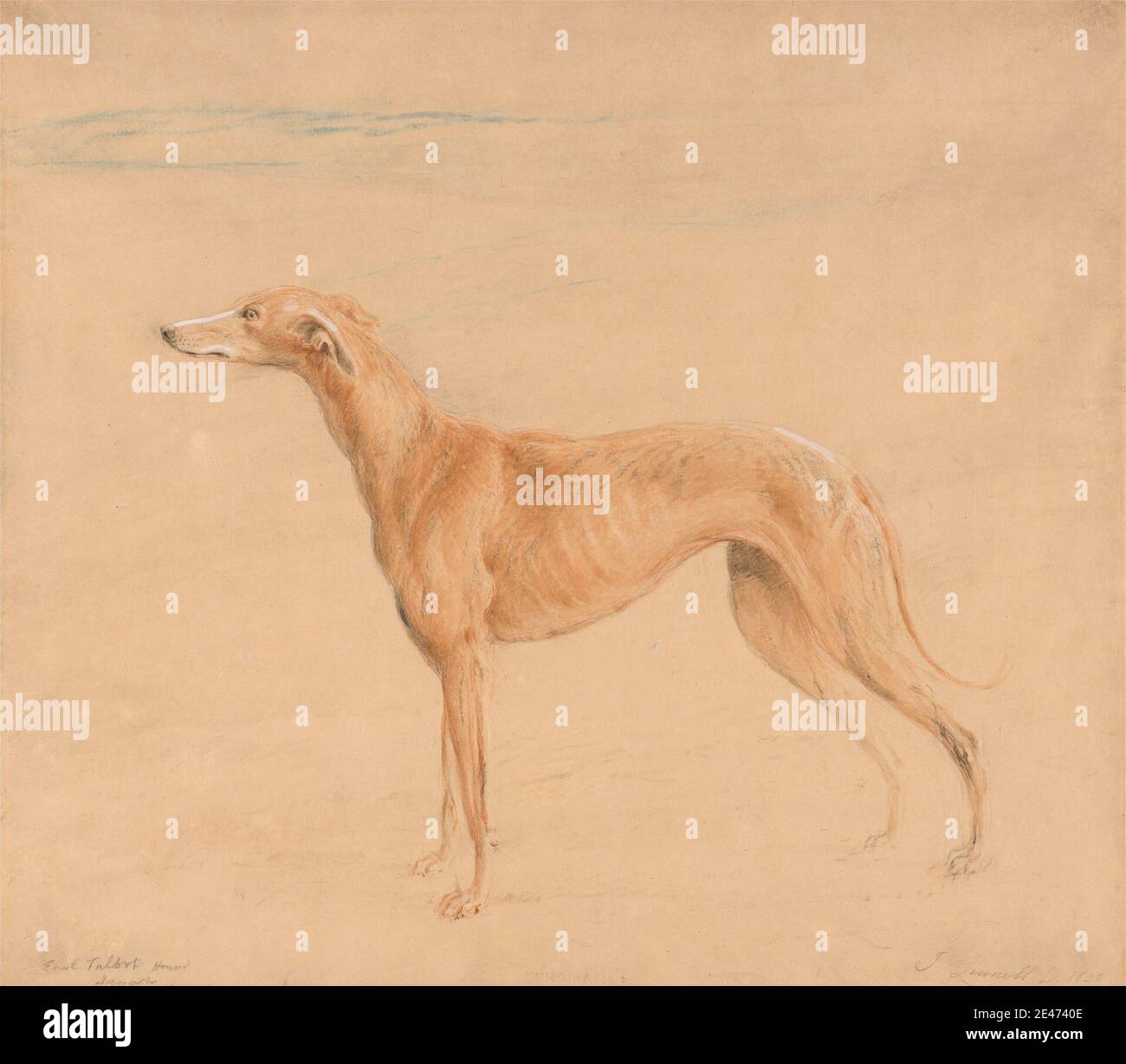 Earl greyhound hi-res stock photography and images - Alamy