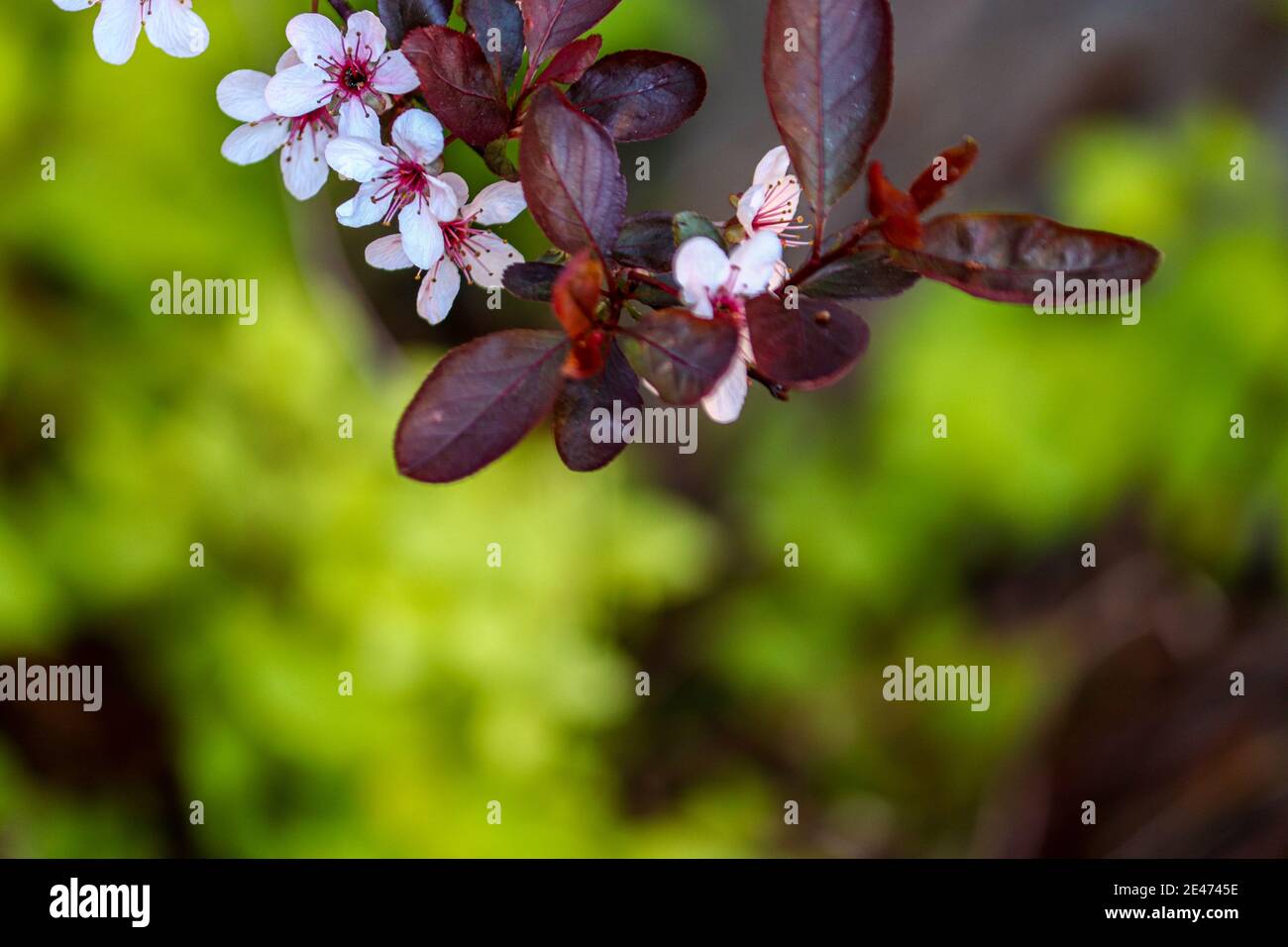 Beautiful flowers with leaves hi-res stock photography and images - Alamy