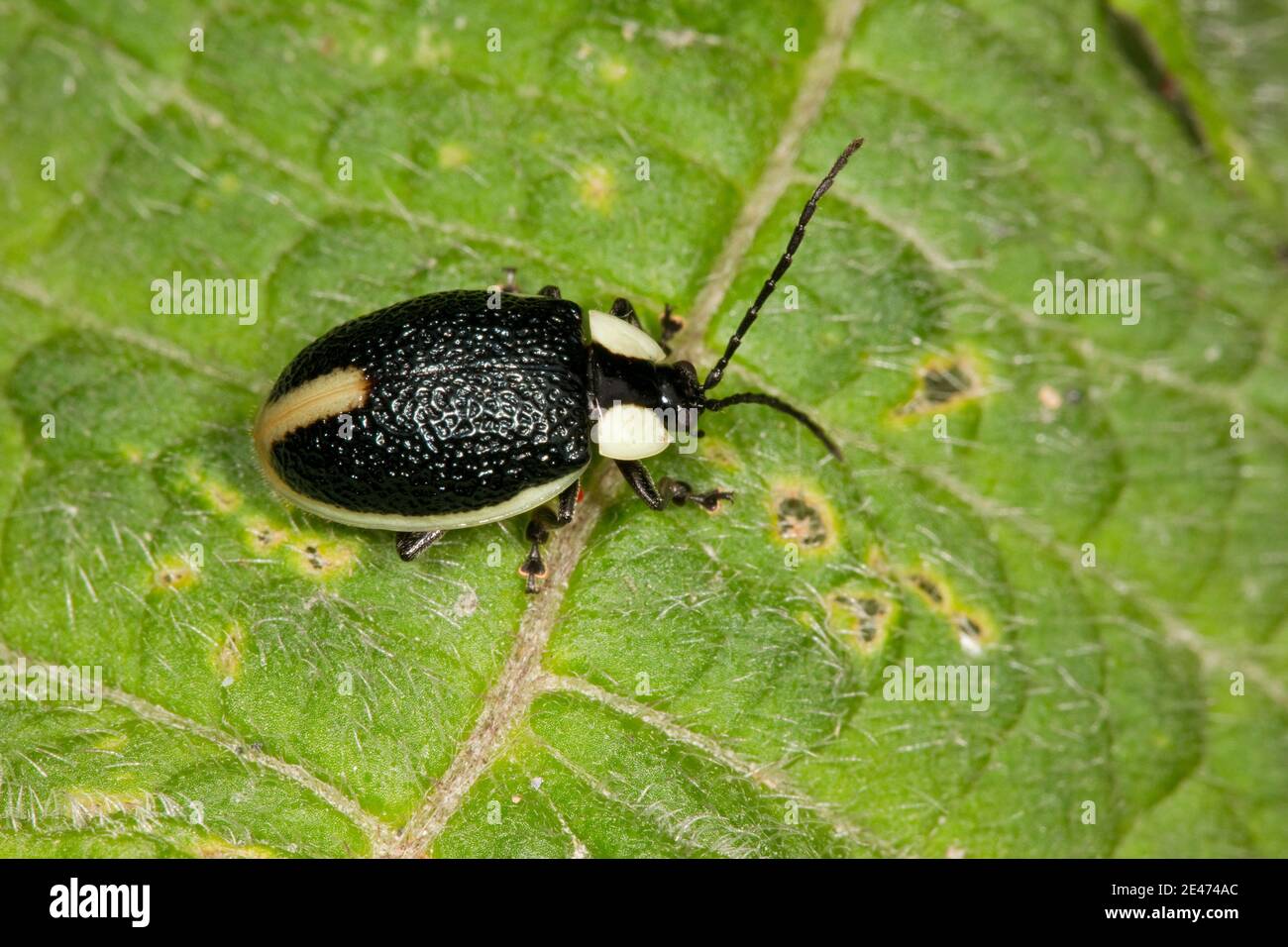 Chrysomelidae hi-res stock photography and images - Alamy