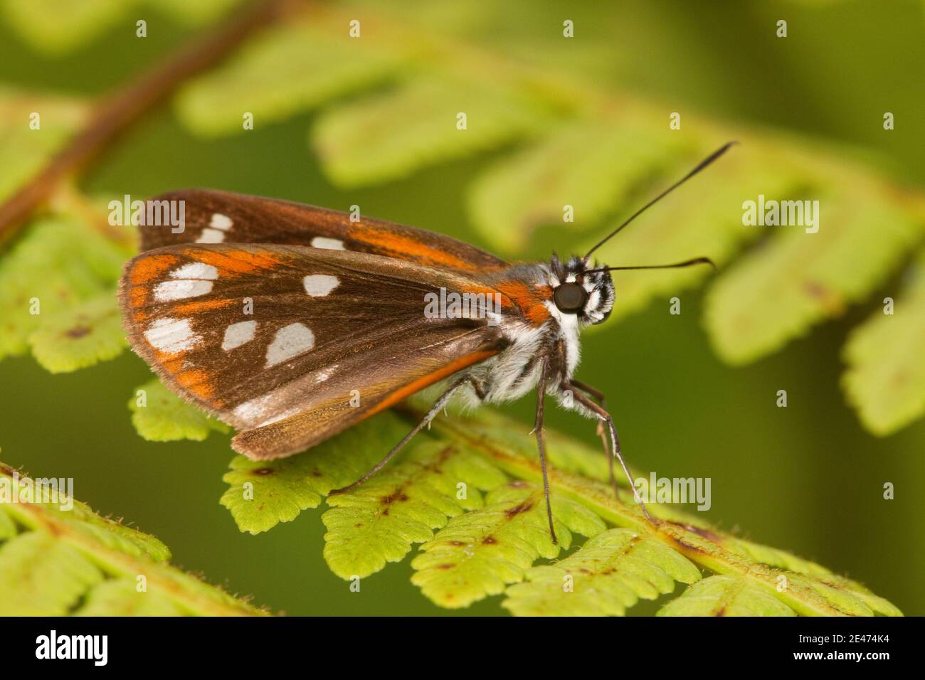 Skipper Butterfly, Vettius coryna, Hesperiidae. Spread wing view Stock ...