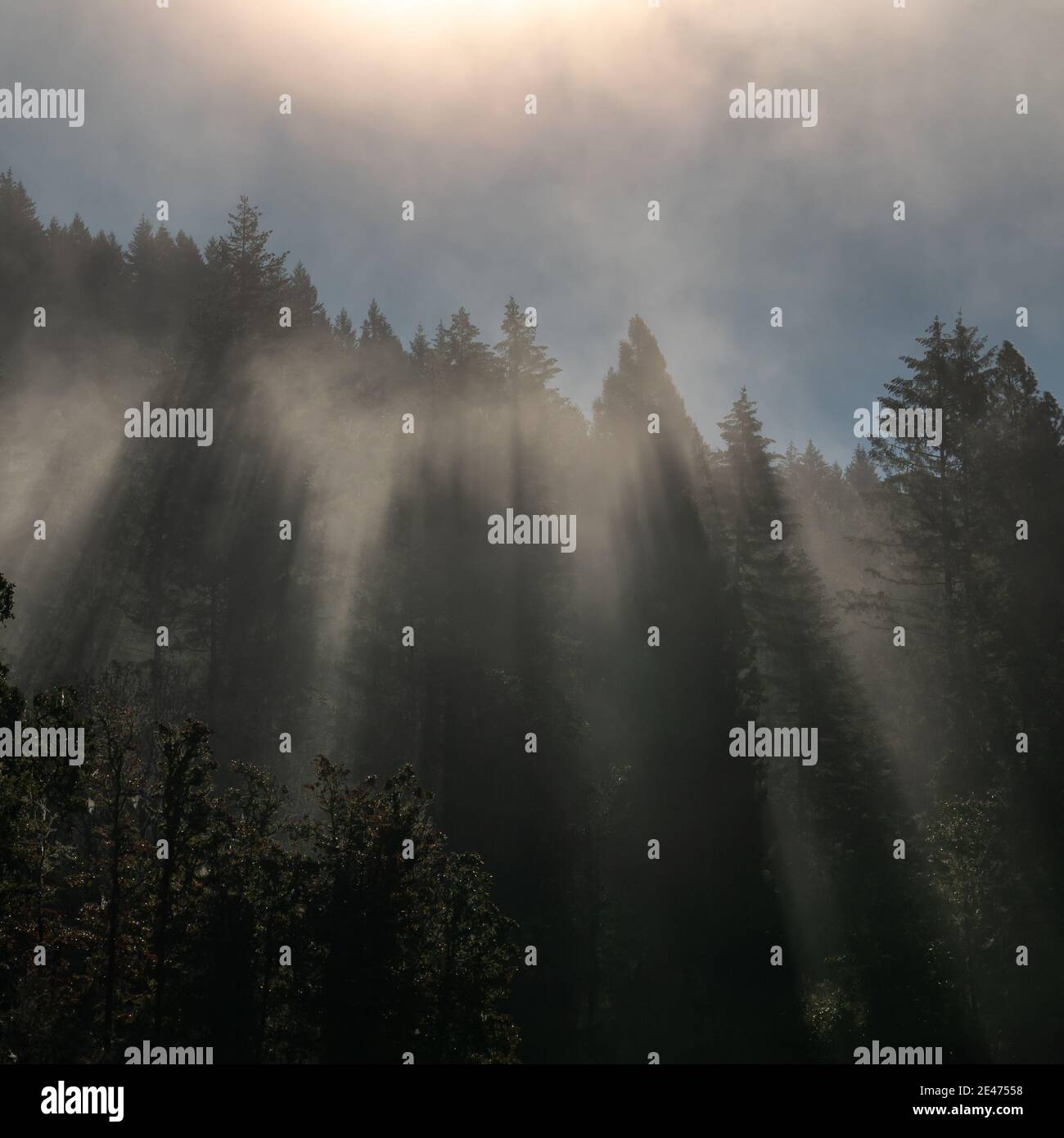 Spectacular god rays shining on a forest Stock Photo - Alamy
