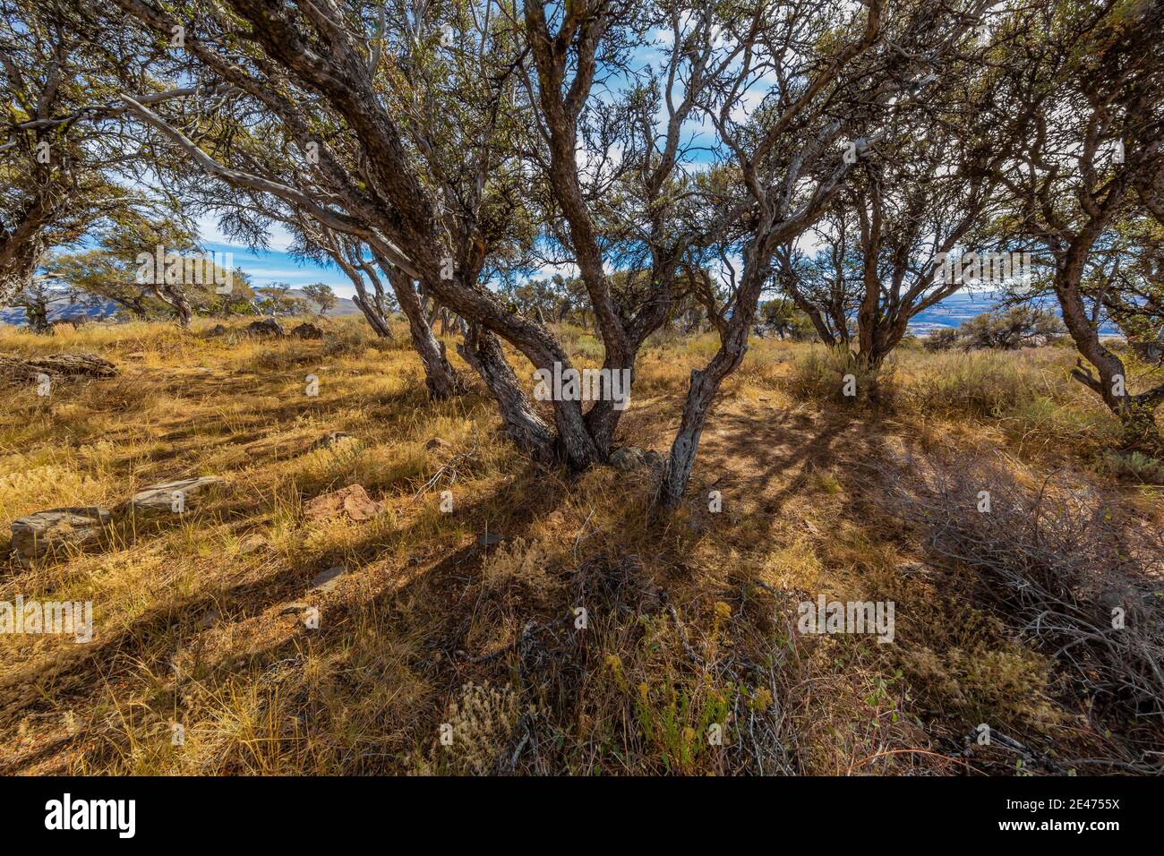 Mountain Mahogany Tree
