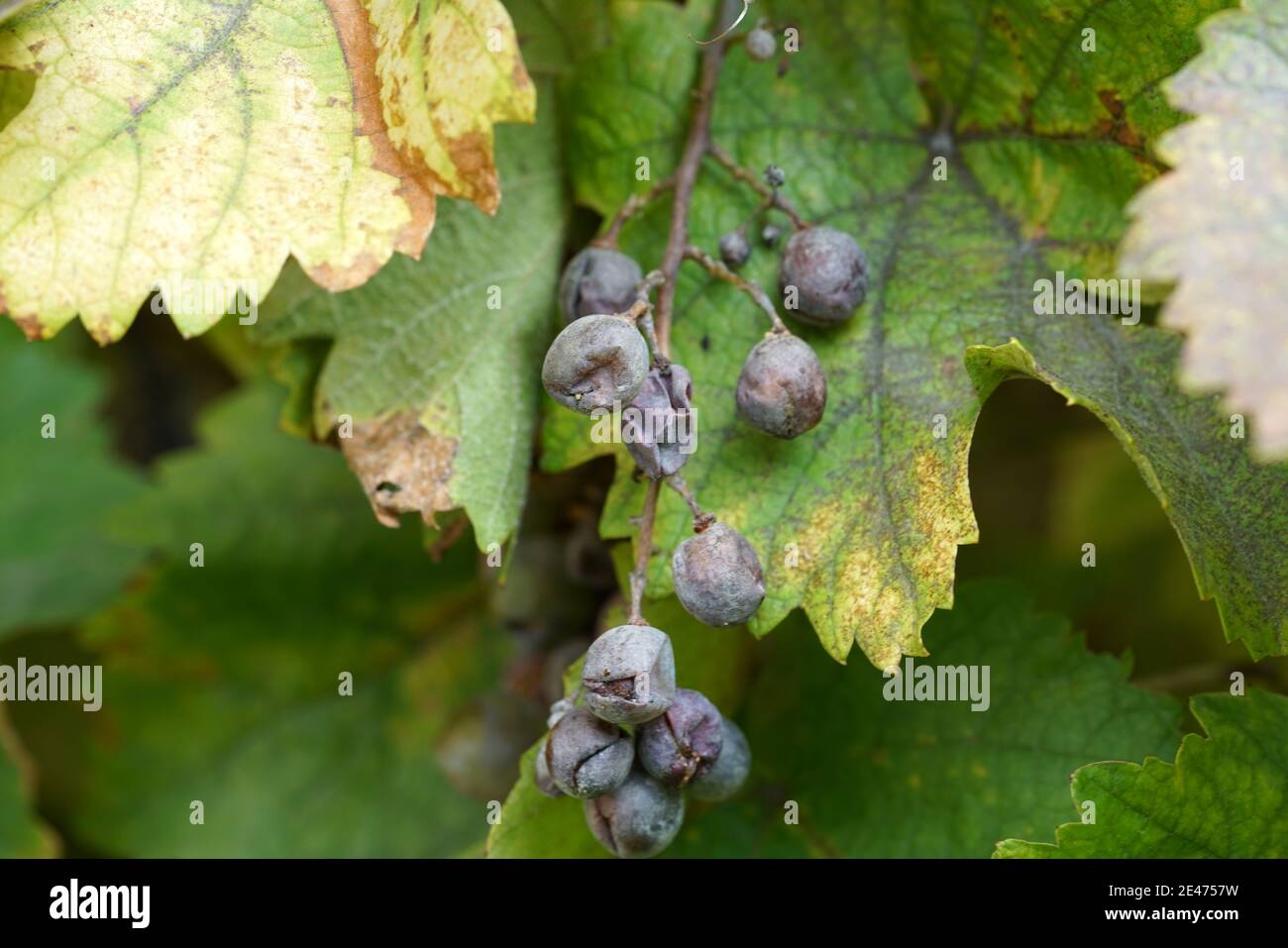 This devastating disease hi-res stock photography and images - Alamy