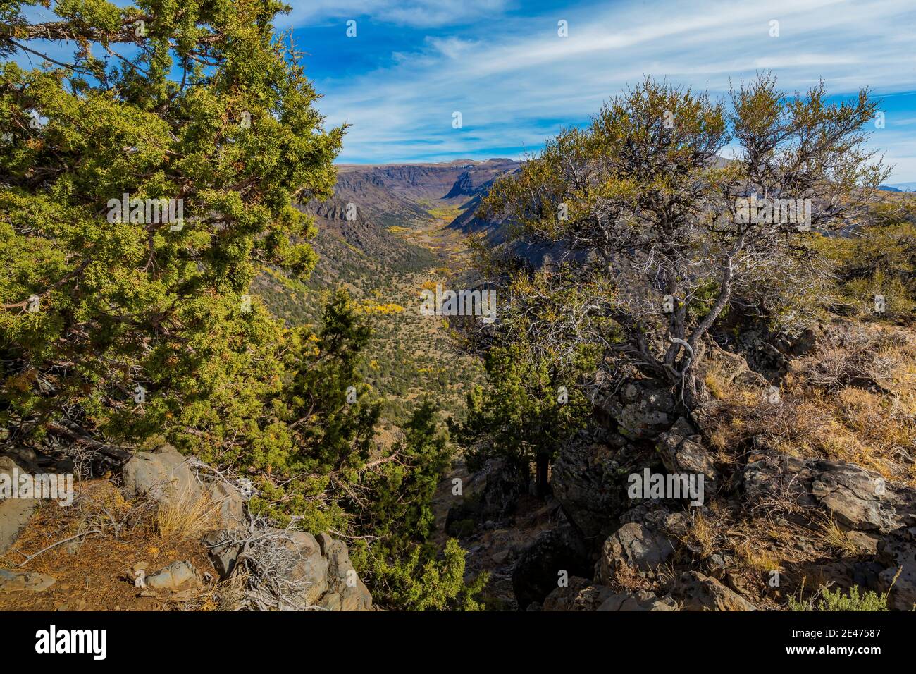 Curlleaf Mountain Mahogany, Cercocapus ledifolius, and Western Juniper ...