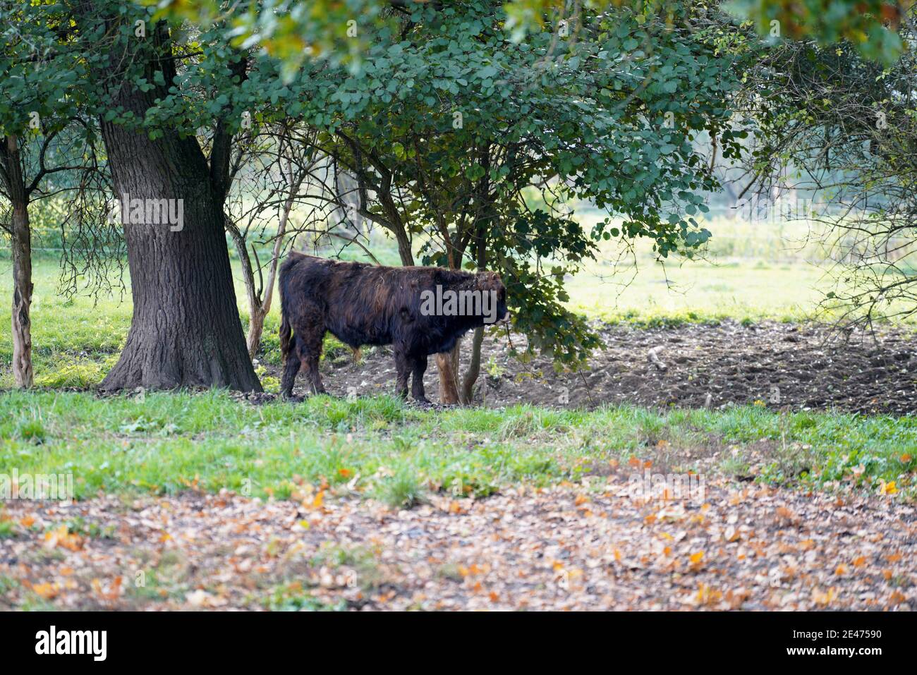 Furry black angus bull next to a farmland Stock Photo - Alamy