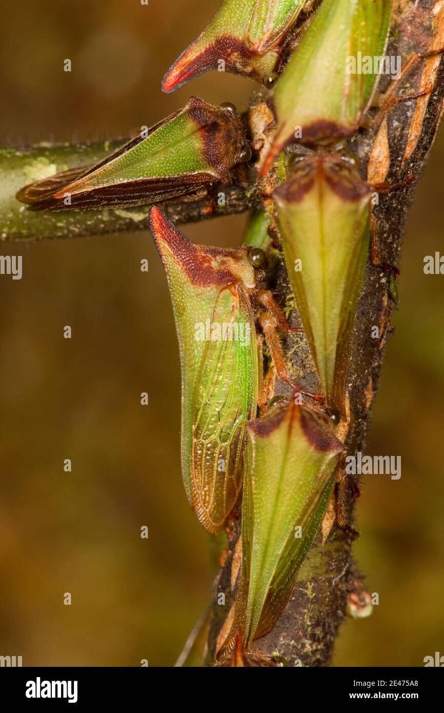 Treehoppers hi-res stock photography and images - Alamy
