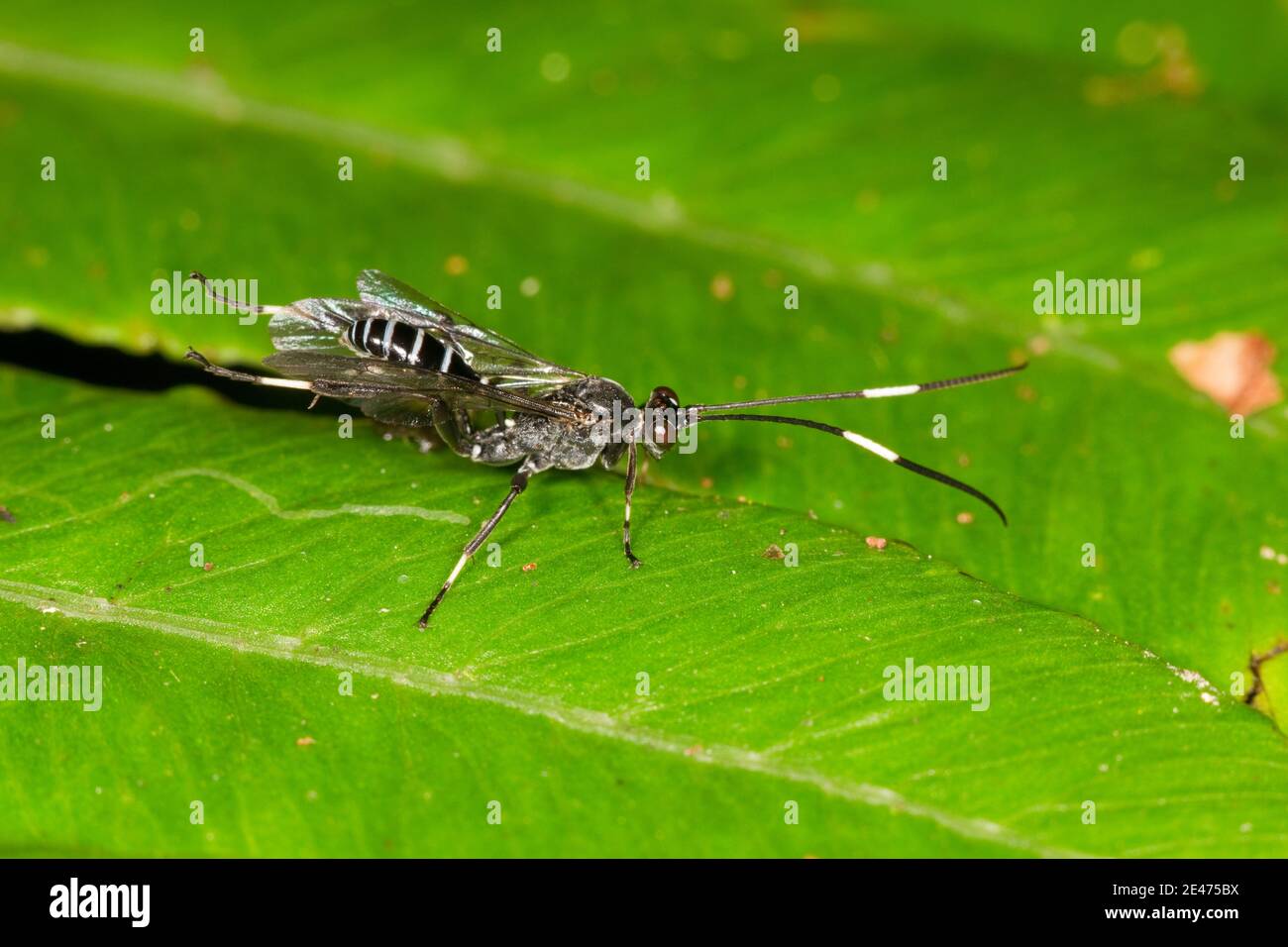 Hymenoptera ichneumon ichneumonidae hi-res stock photography and images ...