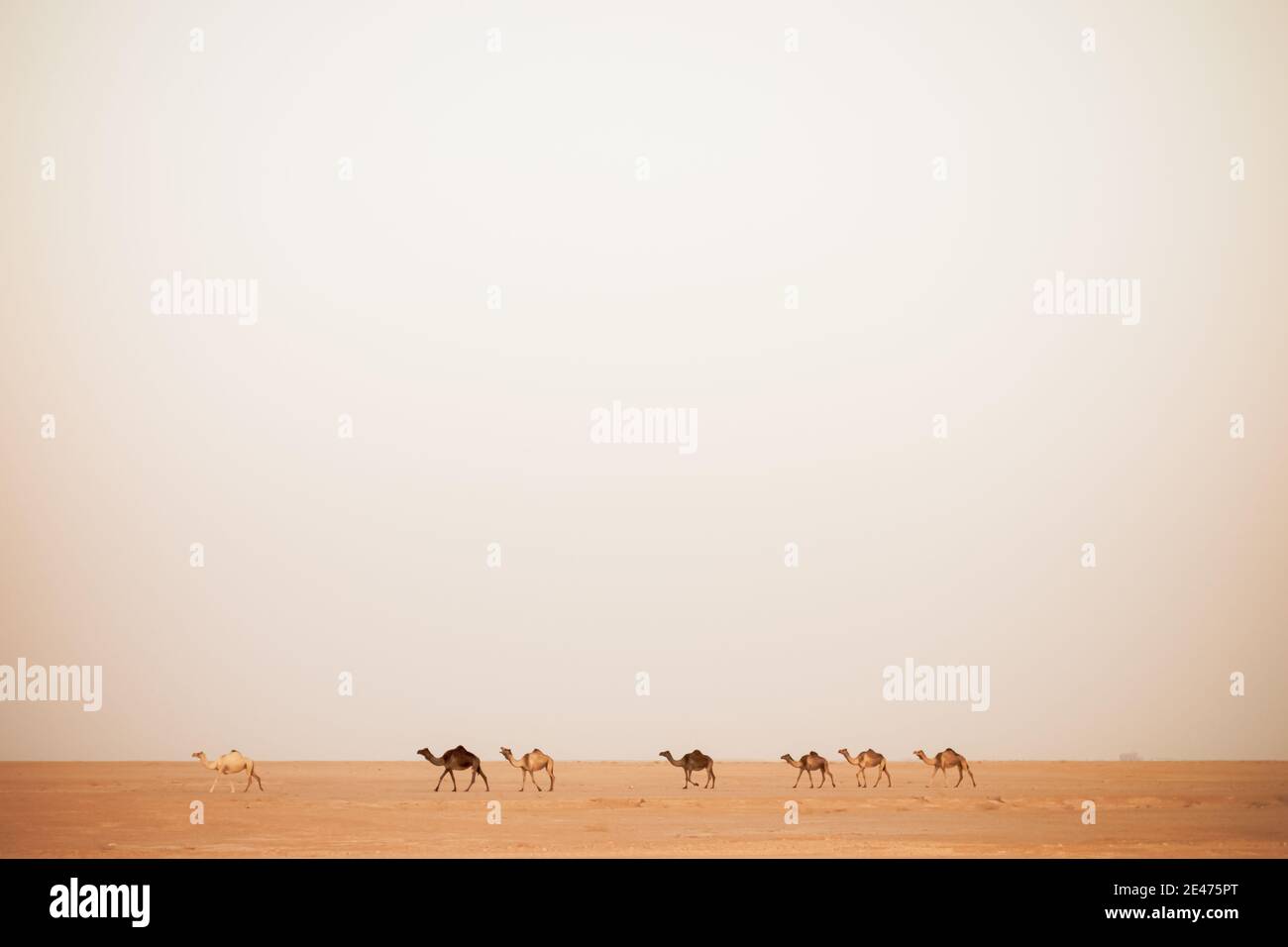 Line of camels marches through empty desert Stock Photo - Alamy