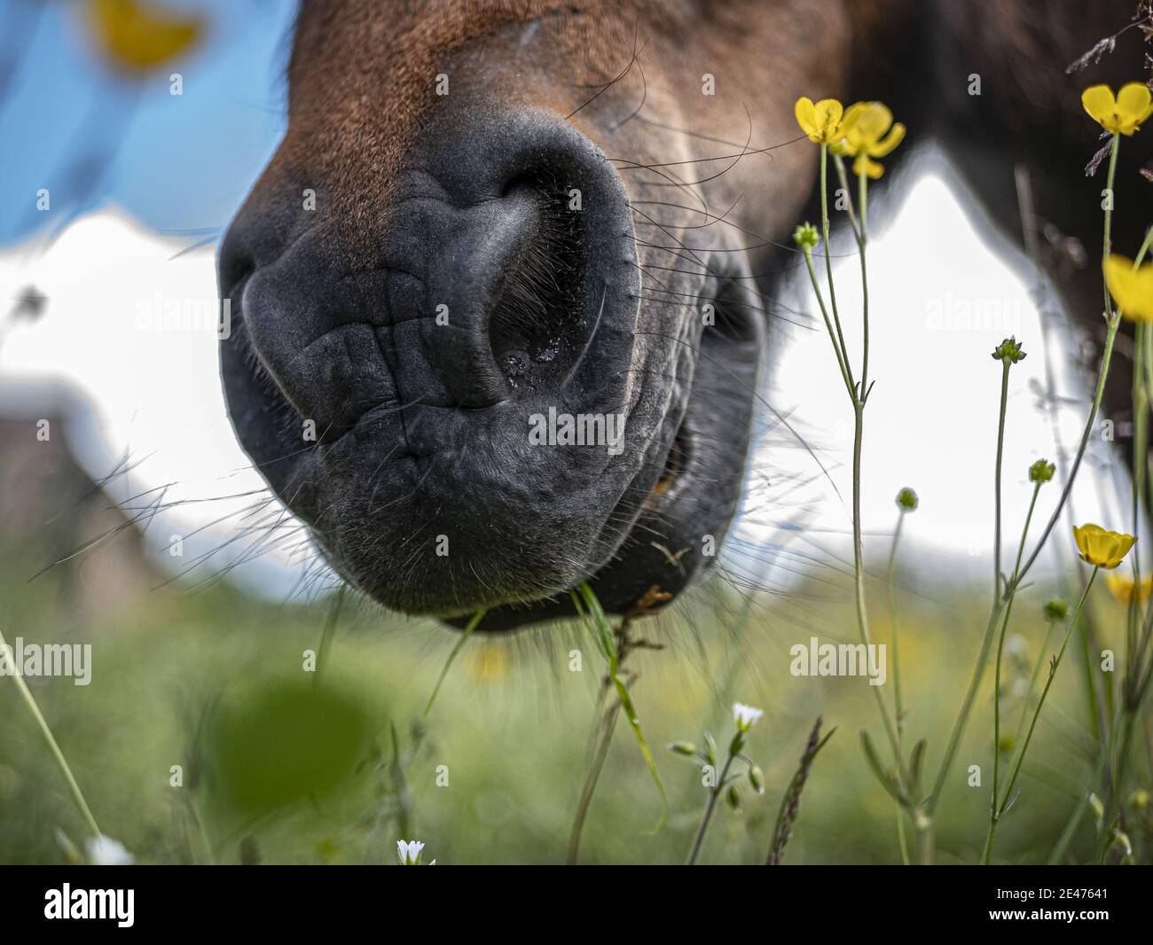 Horse on the meadow in spring Stock Photo - Alamy