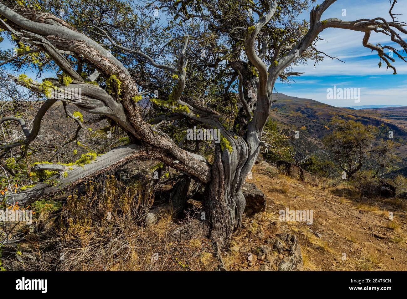 Mountain mahogany hi-res stock photography and images - Alamy