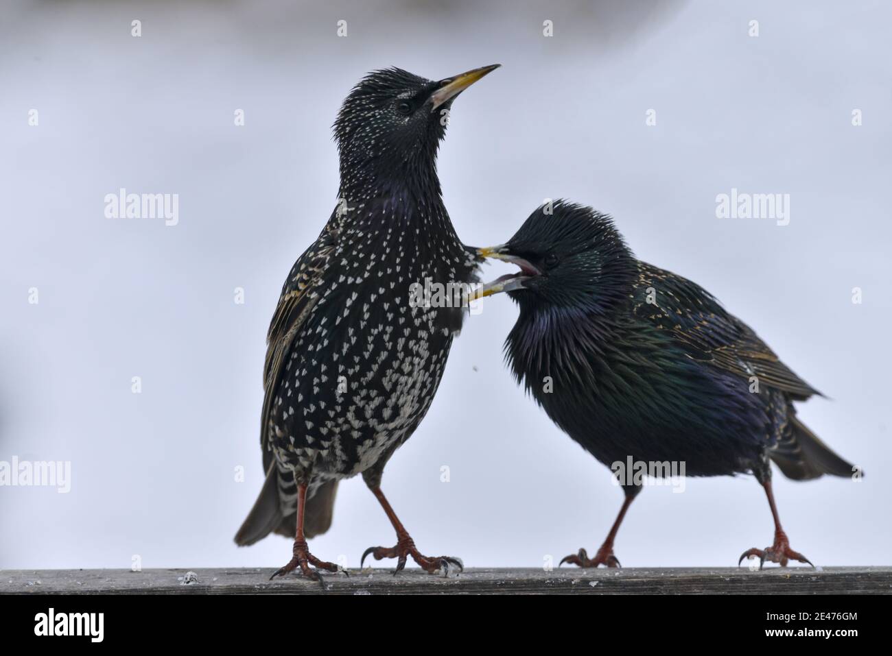 Selective focus shot of two European starlings fighting Stock Photo - Alamy