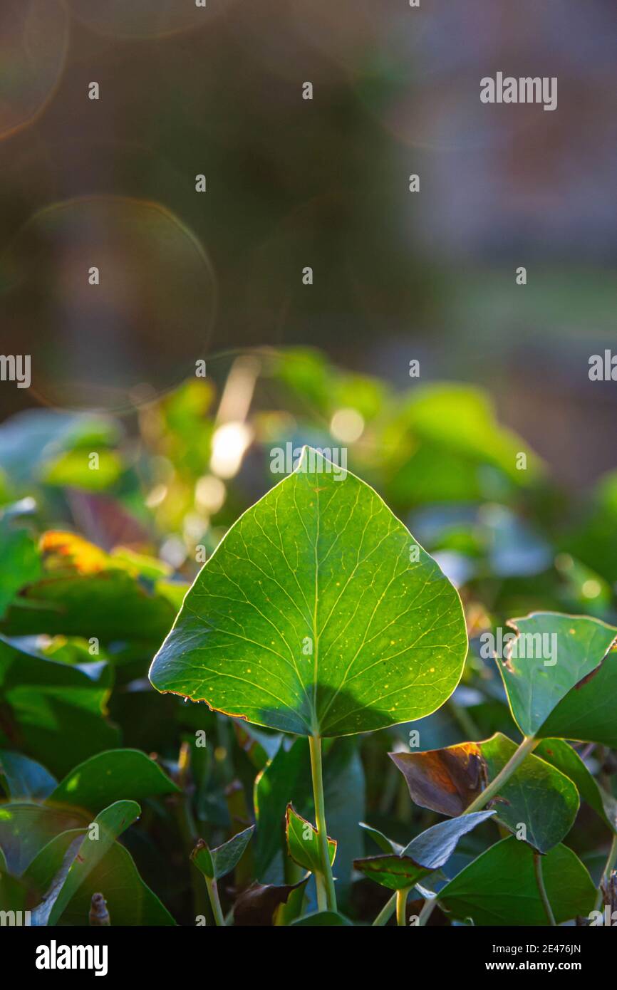 A green leaf standing upright above other leaves with sunlight shining ...