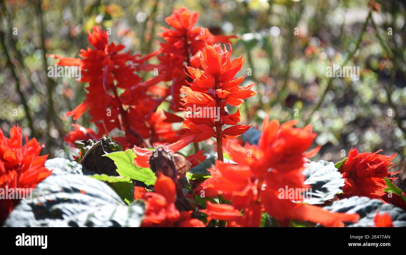 Castilleja, known as Indian paintbrush or prairie-fire Stock Photo - Alamy
