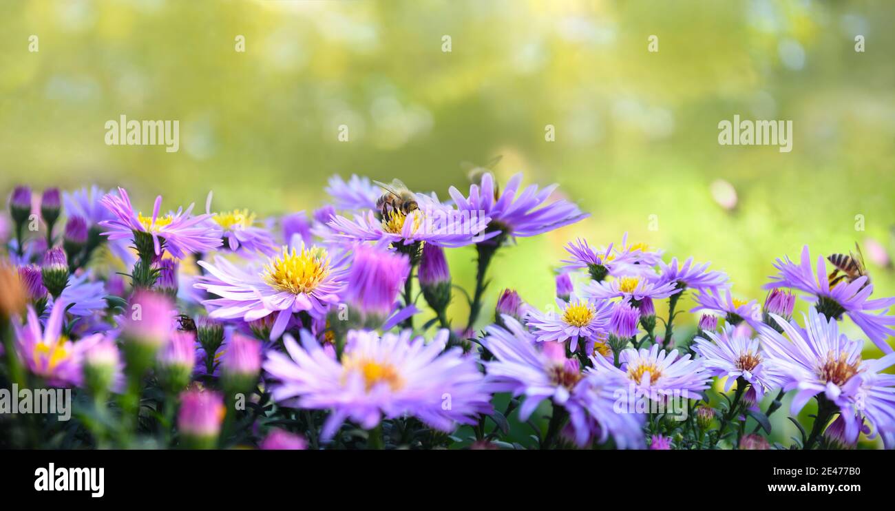 Spring bright background with flowers Aster alpinus (blue alpine daisy ...
