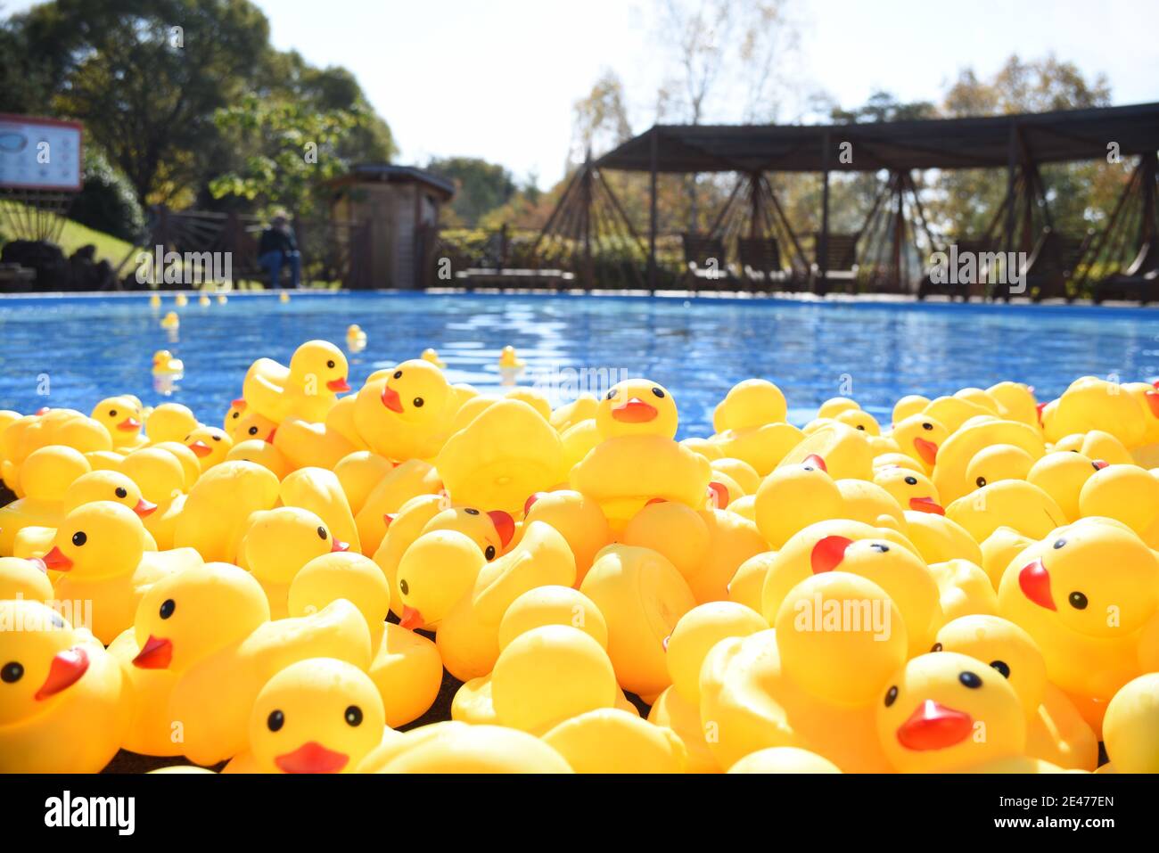 Many bright yellow rubber ducks floating in the pool Stock Photo - Alamy
