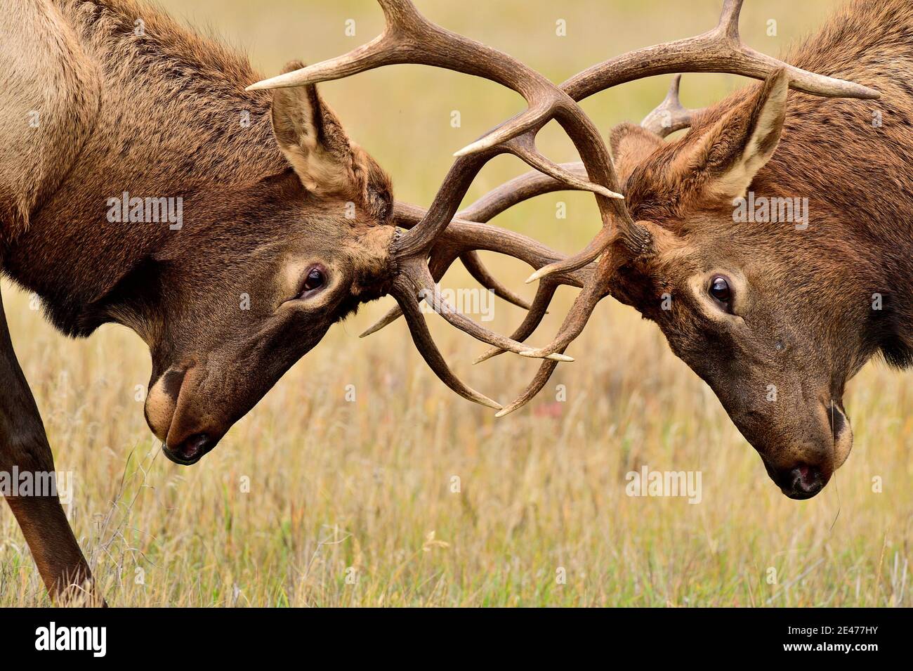 Aggressive animals hi-res stock photography and images - Alamy