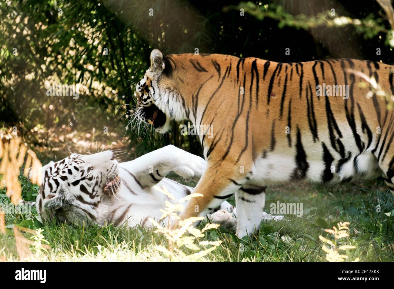White Tigers Fighting