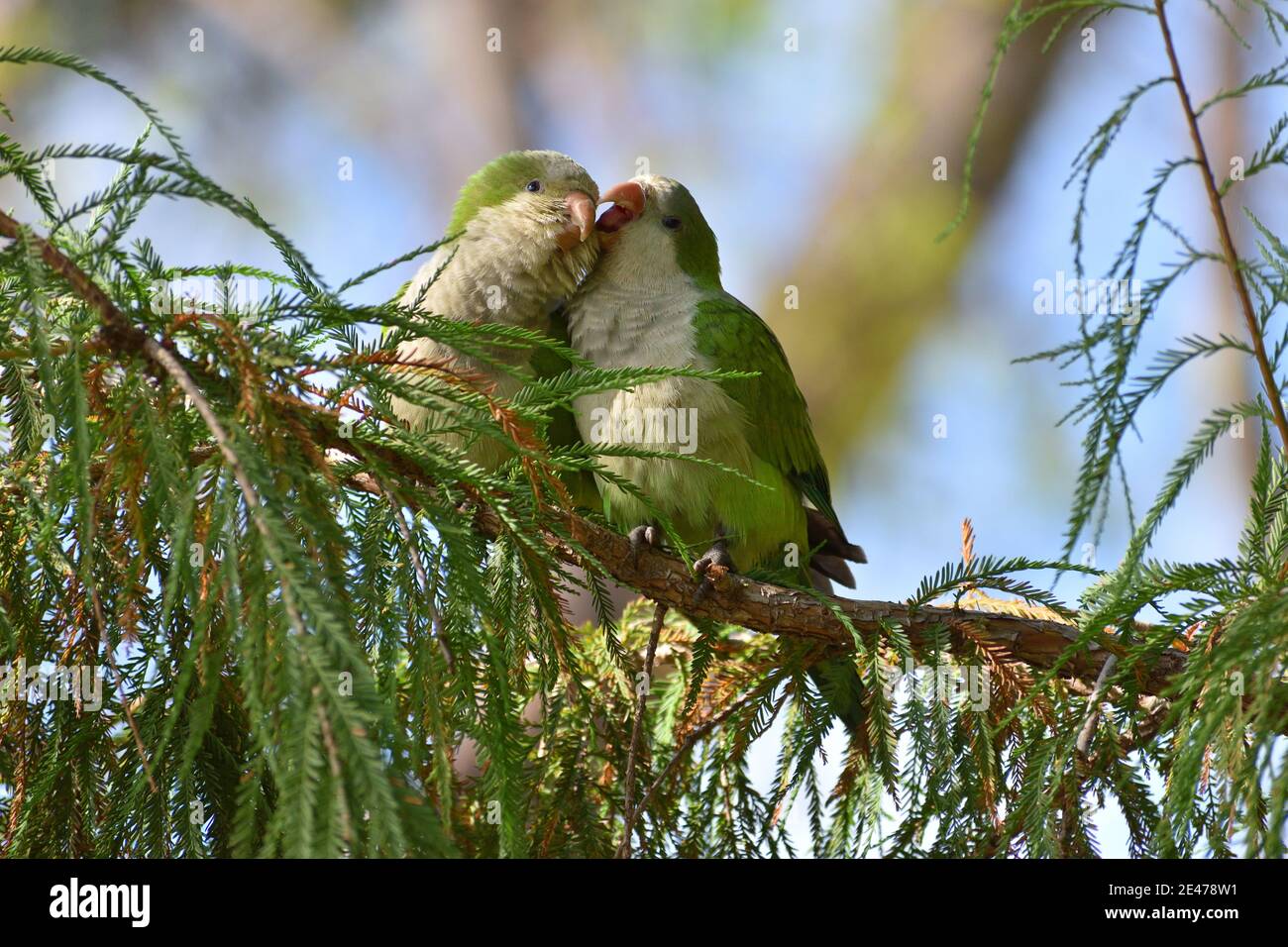 Cuddling parrot hi-res stock photography and images - Alamy