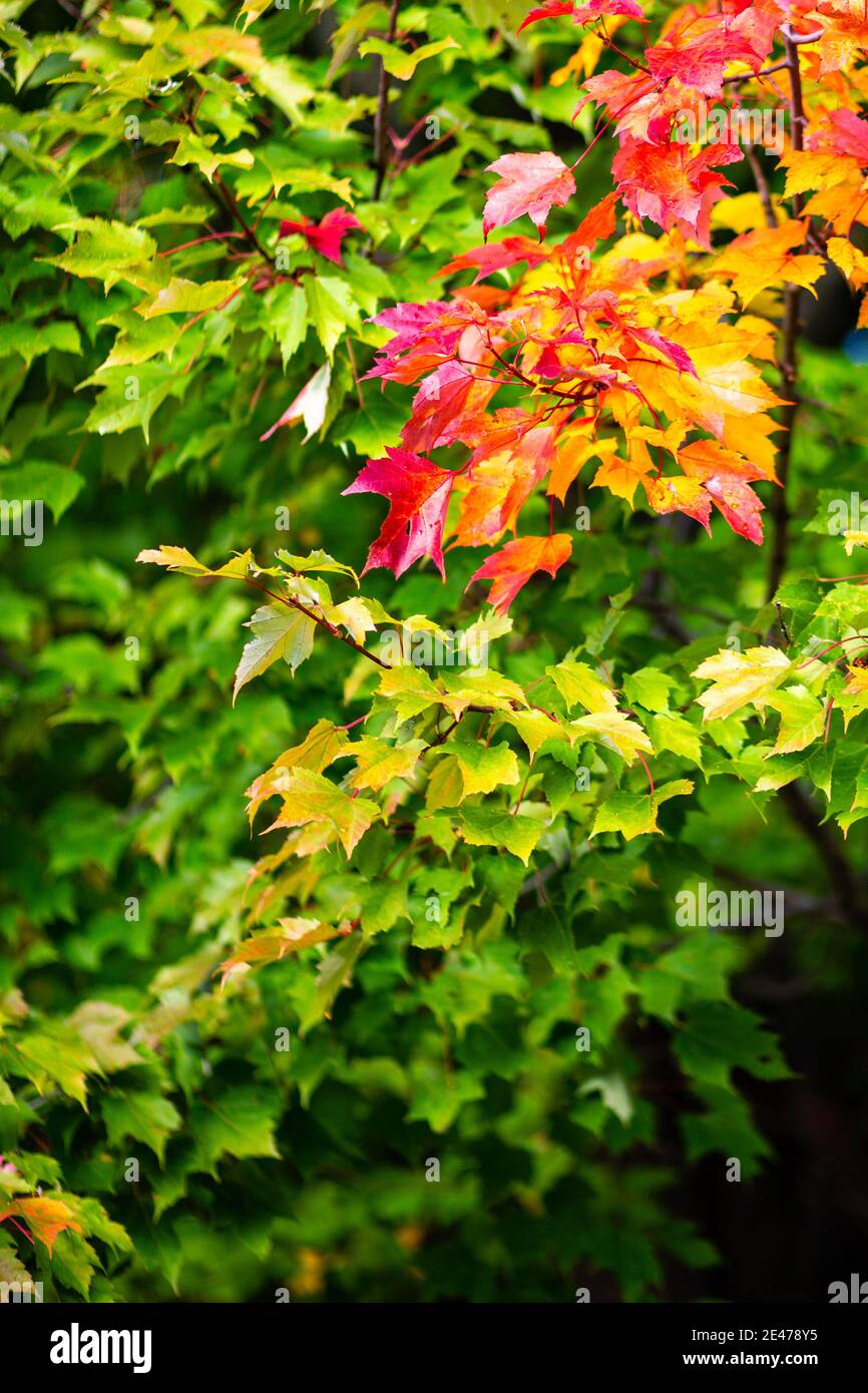 Maple tree starting to turn colors in autumn, vertical Stock Photo - Alamy