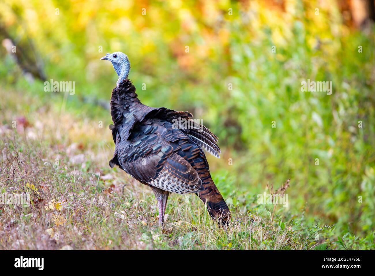 Female wild turkey with young hi-res stock photography and images - Alamy