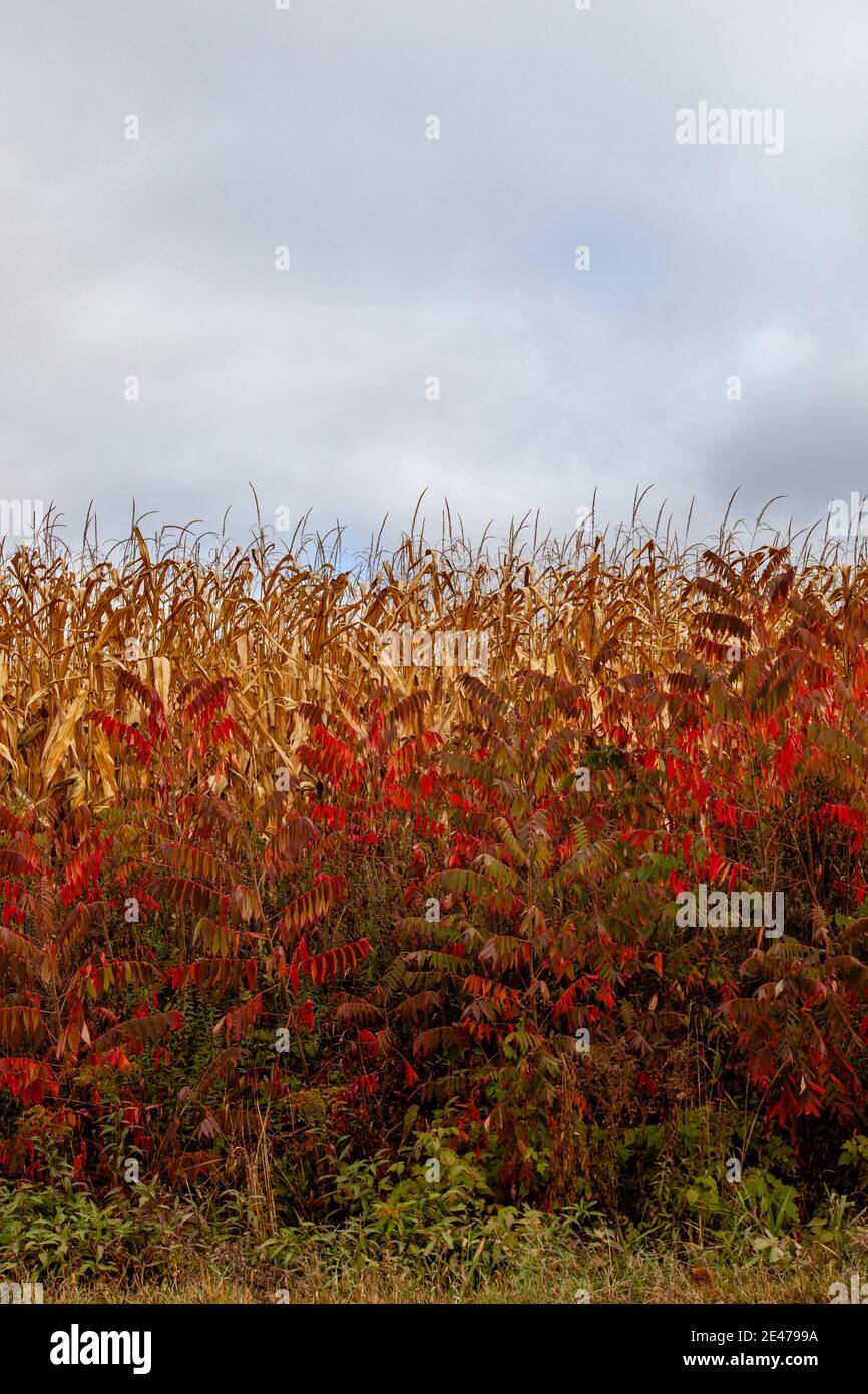 Yellow sumac hi-res stock photography and images - Alamy