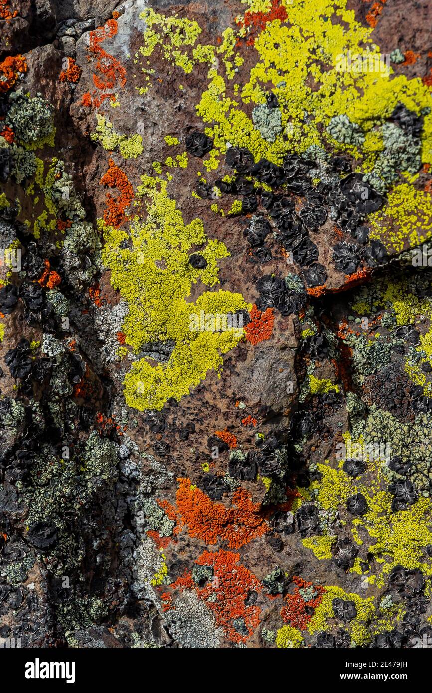 Lichens on basalt at Steens Mountain, Oregon, USA Stock Photo - Alamy
