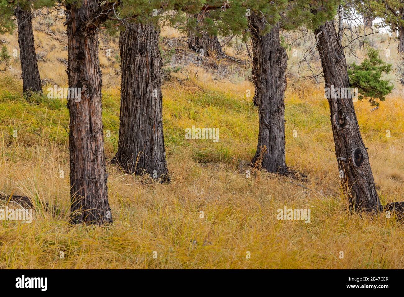 Hardwood Trees Examples