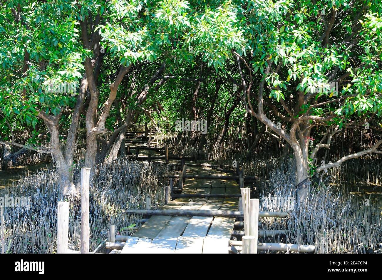 Long Wooden Pathway Stock Photo - Alamy
