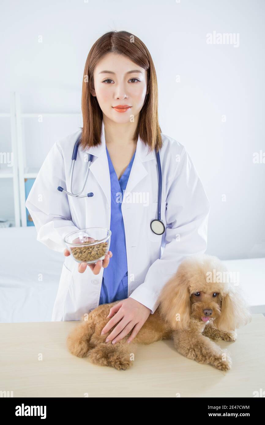 Asian woman veterinarian holding dog hi-res stock photography and ...