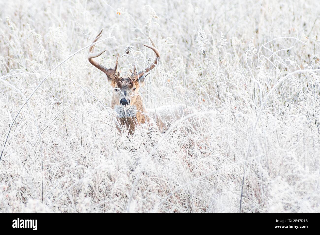 Whitetail Deer Buck Frost High Resolution Stock Photography and Images ...