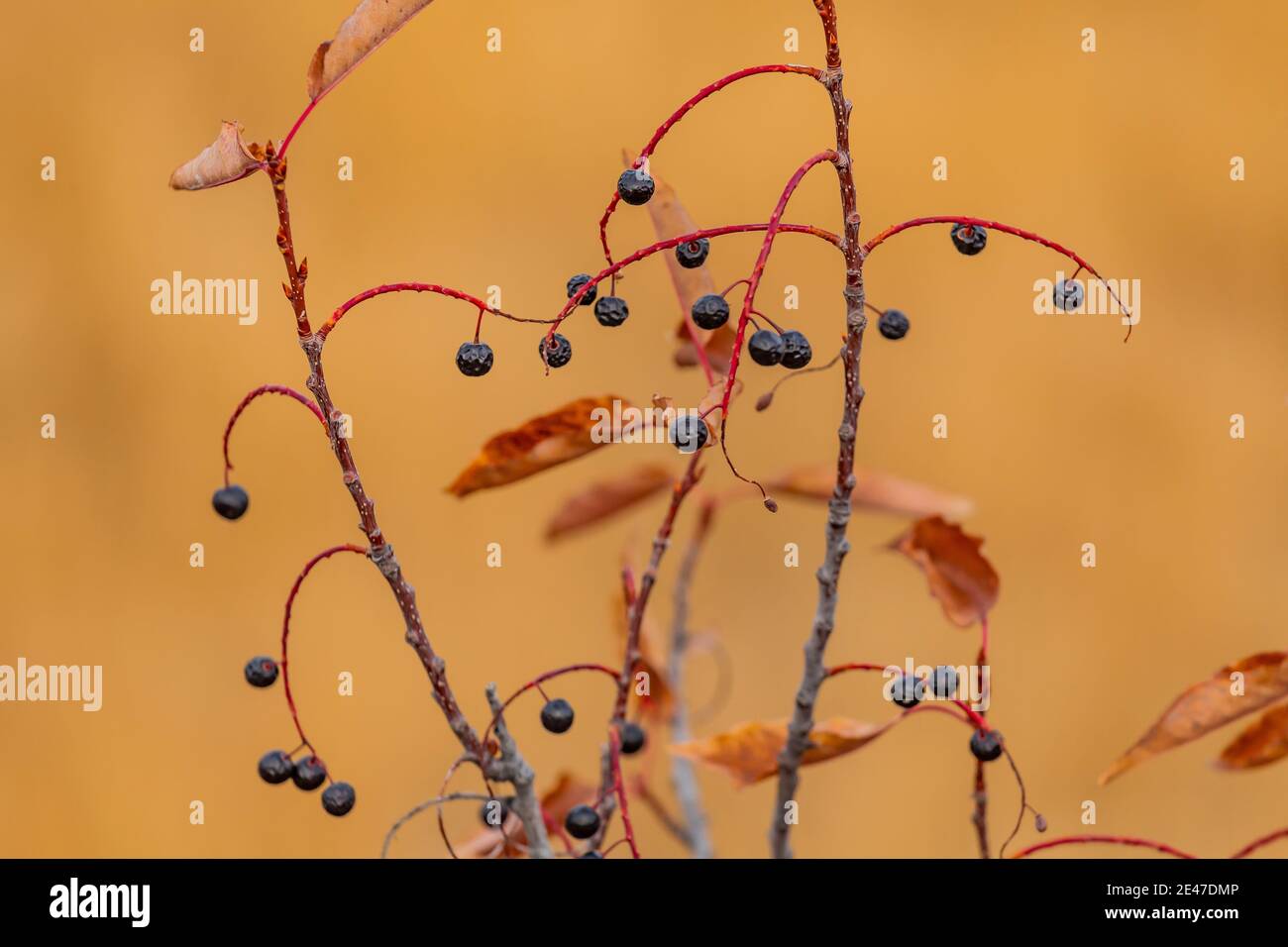 Western Chokecherry, Prunus virginiana, on the Riddle Brothers Ranch on ...