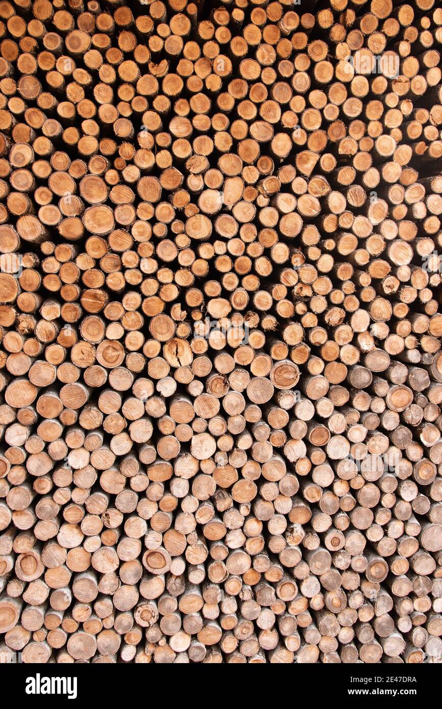 Vertical shot pile logs hi-res stock photography and images - Alamy