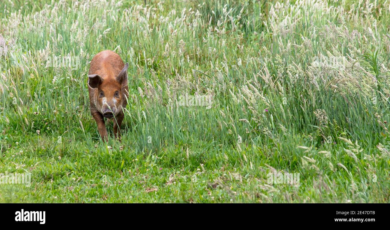 Brown pig running in a green grassy fie Stock Photo - Alamy