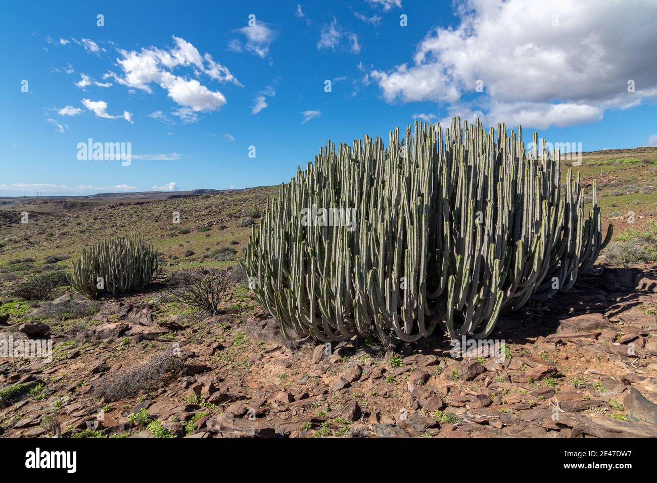 Beautiful landscape with rocks and canary island typical cactus Stock ...