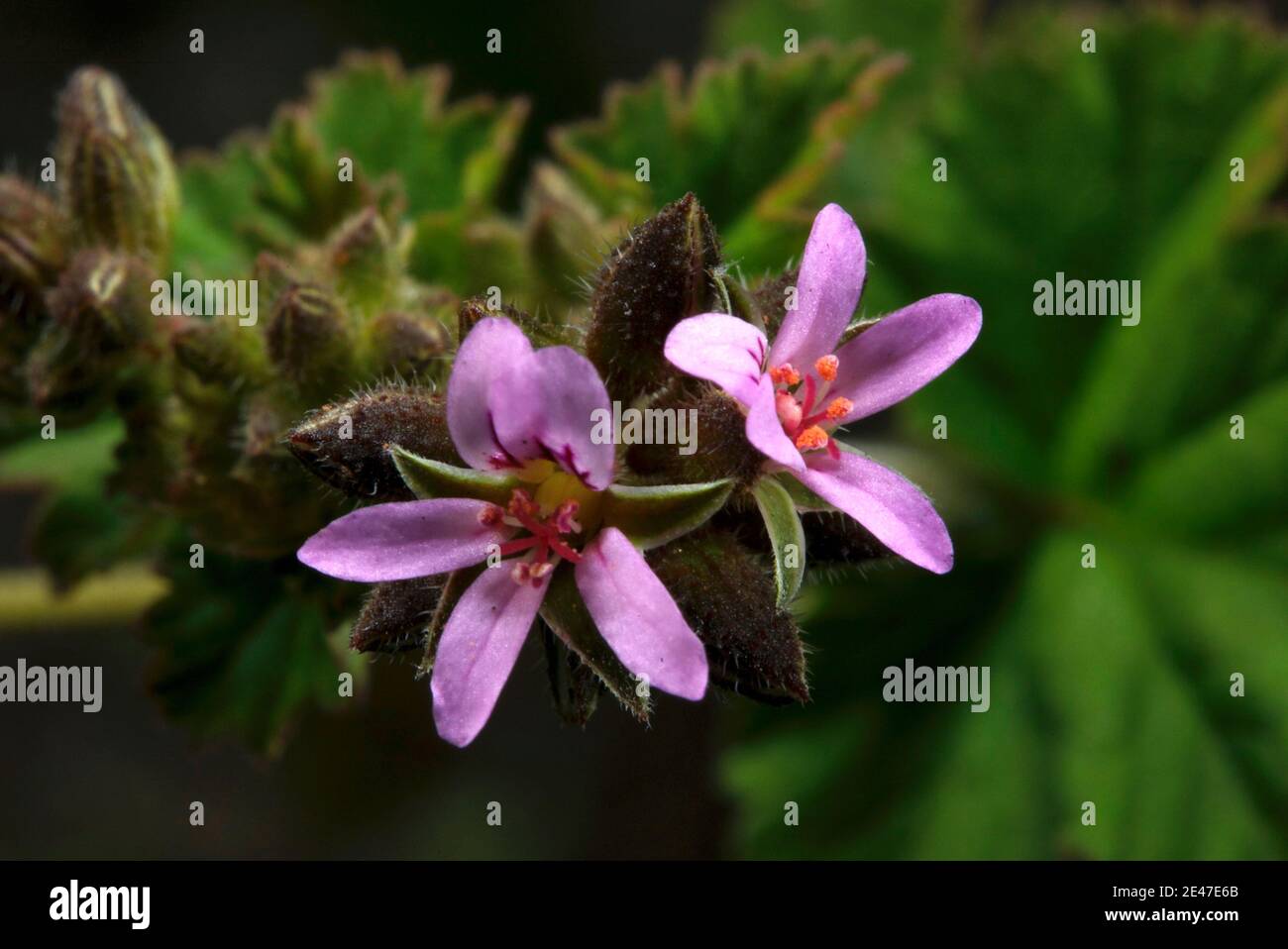 Common geranium hi-res stock photography and images - Alamy