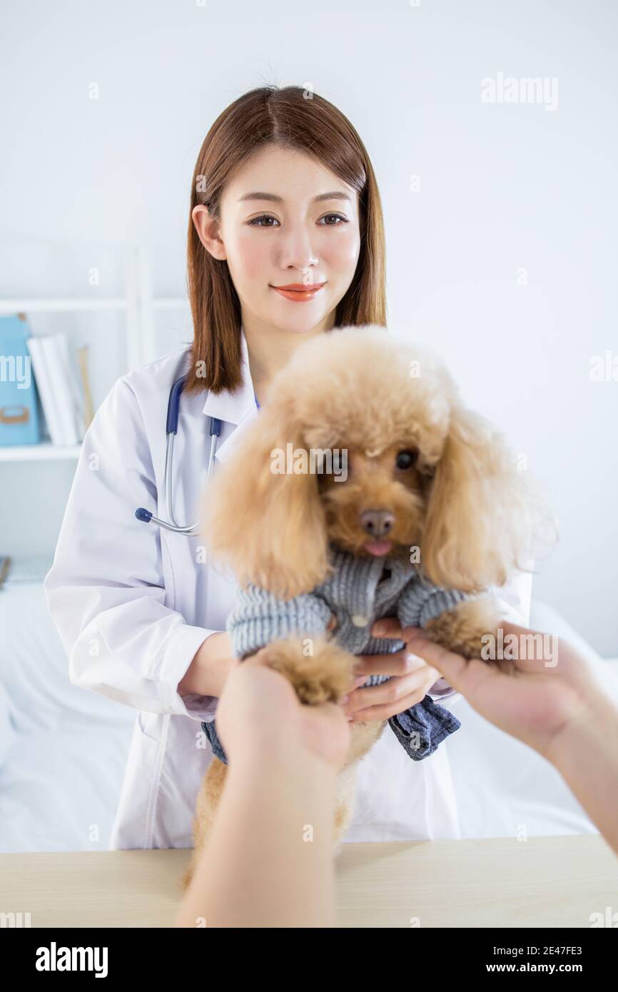 Asian woman veterinarian holding dog hi-res stock photography and images - Alamy