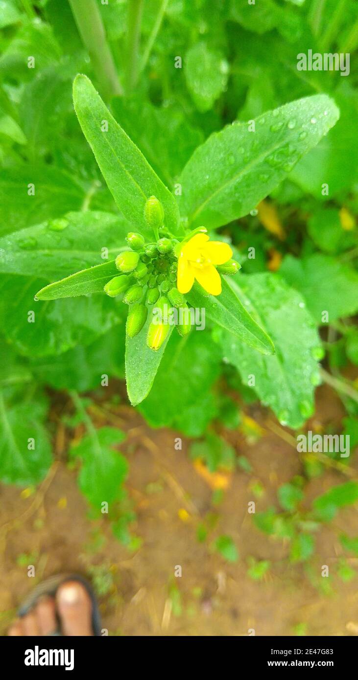 Vertical closeup shot of a yellow Wallflower growing in a garden Stock ...