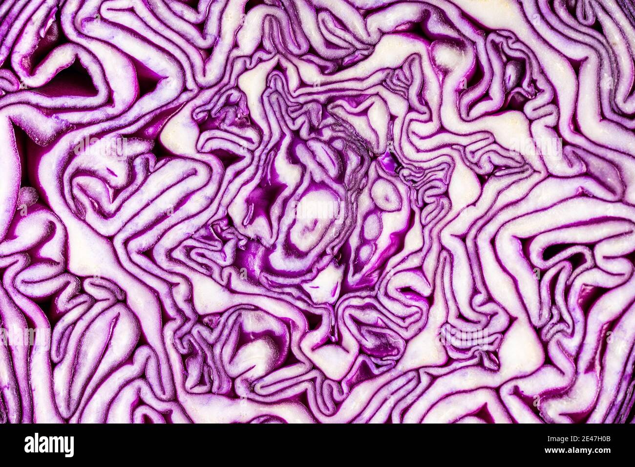 Red cabbage pattern hi-res stock photography and images - Alamy