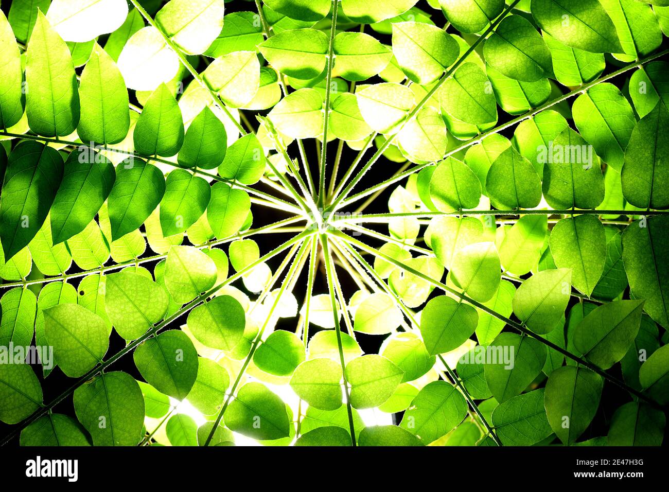 Looking up through leaves tree hi-res stock photography and images - Alamy